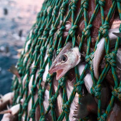 China Nylon Monofilament Fishing Nets Colored Nets Knotted Fishing Nets en venta