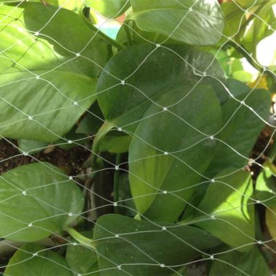 China customizable various agricultural anti bird netting for sale