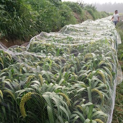 Китай ориентированное на заказчика различное аграрное анти- плетение птицы продается