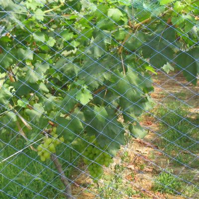 China Agricultural anti-bird net / Invisible Anti bird net / Garden Vineyard for sale