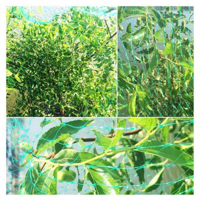 China Red anti neta de la niebla del pájaro del control del pájaro en venta