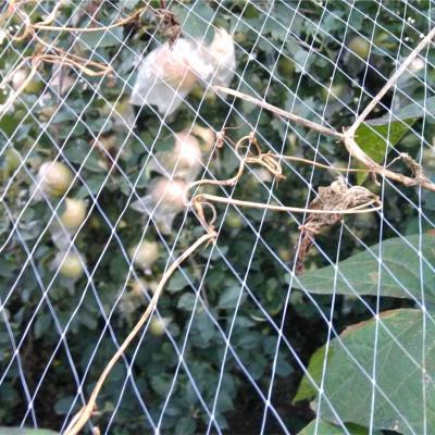 China high quality bird netting near me and pe pp plastic anti bird net for sale