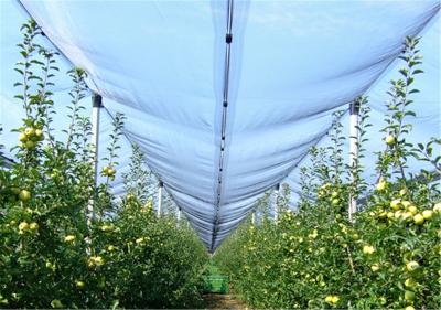 China apple tree anti hail net for sale