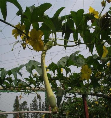 China PP orchard plastic plants support trellis net for creeper plants crop for sale