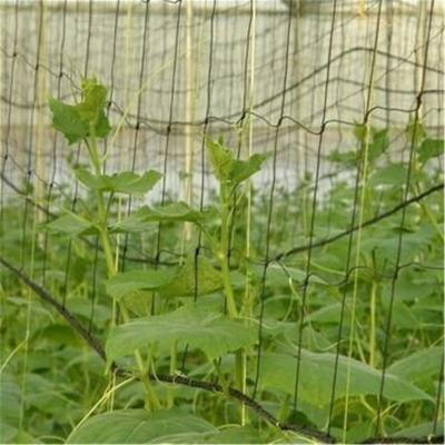 China Trellis Netting Roll / Garden Plant Climbing Nets Support for sale