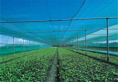 China malla sombre for sale