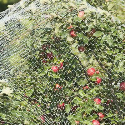 China Agriculture Anti-Bird Net in 2cm or 2.5mm Hole Size for sale