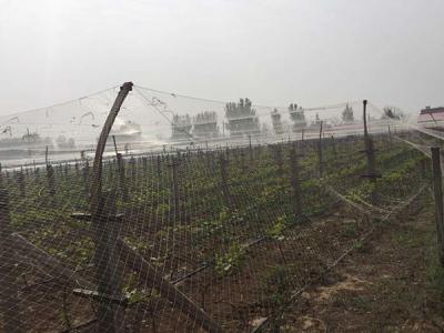 China Extruded square agricultural anti bird protection net for sale