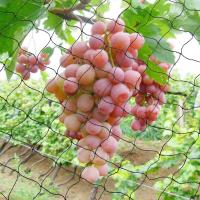 China HDPE Warp Knitted Bird Netting 10x10mm Mesh Size UV Treated for Orchard Crop Protection for sale