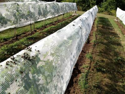 Китай ANTI-INSECT ЧИСТОЕ с УЛЬТРАФИОЛЕТОВЫМ продается