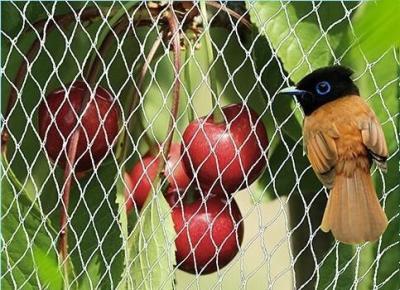 China hdpe/nylon material bird net, anti bird net for sale