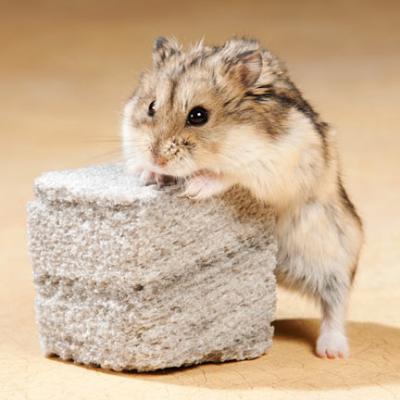 China Invitaciones dentales del pequeño animal doméstico: Mastique la piedra de piedra pómez de Blox para mastican el juguete en venta