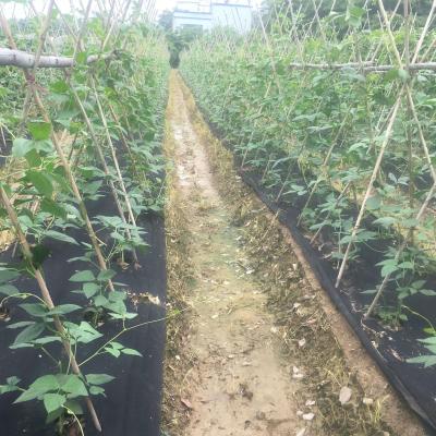 China professional anti grass cloth weed fabric mat for sale