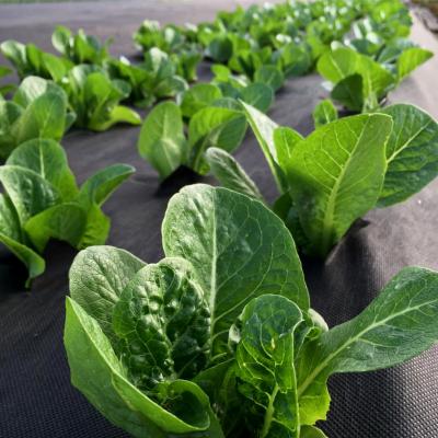 China ground cover weed barrier for sale