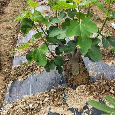 China weed barrier cover for sale