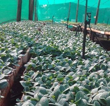 China Red agrícola de la sombra para el jardín en venta