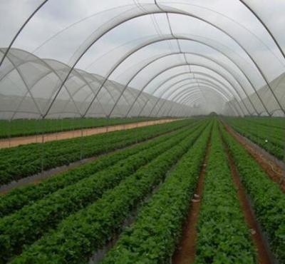 China Red agrícola de la sombra para el jardín en venta