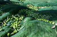 China HDPE Olive Harvest Net 3x6m 85g/m2 UV Protected Eco-Friendly for sale