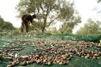 China HDPE Olive Harvest Net 3x6m 85g/m2 UV Protected Eco-Friendly for sale