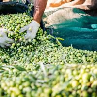 China HDPE Olive Harvest Nets 85-100g/m2 UV Protected for Sale for sale