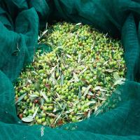 China HDPE Olive Harvest Nets 85-100g/m2 UV Protected for Sale for sale