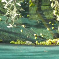 China HDPE Olive Harvest Nets 85-100g/m2 UV Protected for Sale for sale
