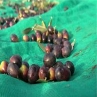 China HDPE Olive Harvest Nets 85-100g/m2 UV Protected for Sale for sale
