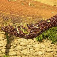 China HDPE Olive Harvest Nets 85-100g/m2 UV Protected for Sale for sale