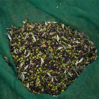 China HDPE Olive Catching Net 85-100g/m2 UV Protected Harvest Net for Organic Farming for sale