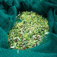 China HDPE Olive Catching Net 85-100g/m2 UV Protected Harvest Net for Organic Farming for sale