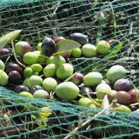 China HDPE Olive Harvest Netting UV Protected 85-100g/m2 for Fruit Collection for sale