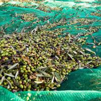 China HDPE Olive Harvest Netting UV Protected 85-100g/m2 for Fruit Collection for sale