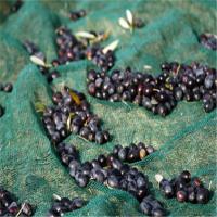 China HDPE Olive Harvest Netting UV Protected 85-100g/m2 for Fruit Collection for sale