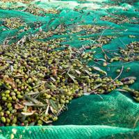 China HDPE Olive Harvest Netting UV Protected 85-100g/m2 for Fruit Collection for sale