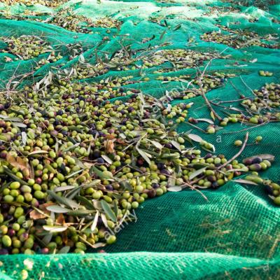 China Olive Netting,Olive Falling Nets,Olive Collect Netting for sale