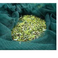 China Olive falling fruit netting for sale