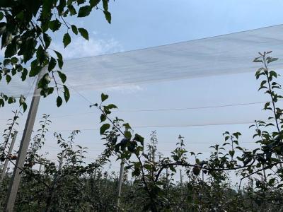 Китай # PE 2021 с сетью окликом УЛЬТРАФИОЛЕТОВОЙ белой яблони земледелия цвета 53gsm анти-, анти- плетением окликом продается