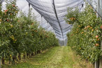 China Agriculture Protection Anti Hail Netting for sale