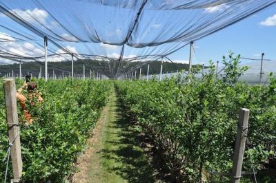 China PE con la red anti blanca ULTRAVIOLETA del saludo del manzano de la agricultura del color 53gsm en venta