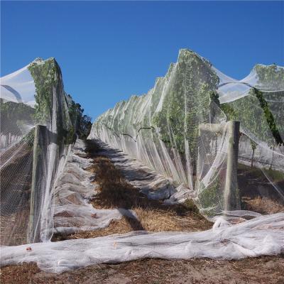 China Anti hail net, agricultural protection net,hail nets, export to Yemen for sale