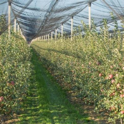 China Red anti del saludo del PE con ULTRAVIOLETA para la protección de la agricultura en venta