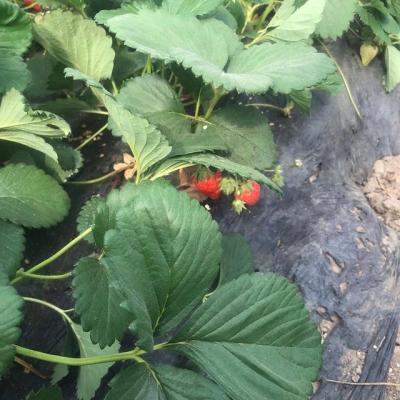 China anti weed mat blueberry for sale