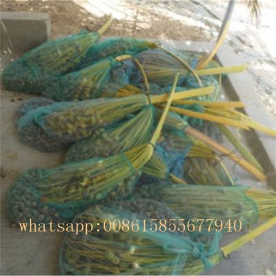 China PE monofilament date palm bag with strong black rop for sale