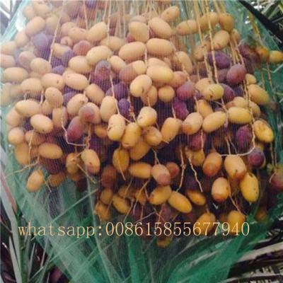 China HDPE DATE PALM MESH BAG for sale