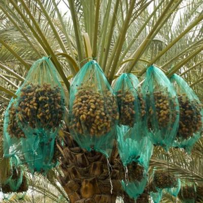 China Durable date palm tree net bag PE mesh date bag with drawstrings for sale