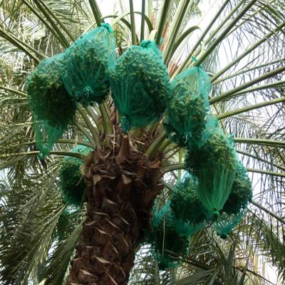 China 80x100cm green HDPE date tree date palm mesh net bag for sale