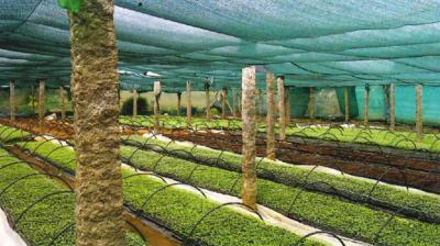 China Red Anti-UV PE Plastic Shade Net for Greenhouse for sale