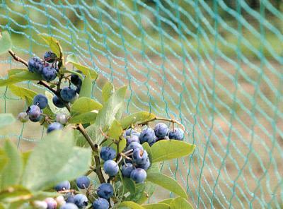 China red del Anti-pájaro en agricultura usando en venta