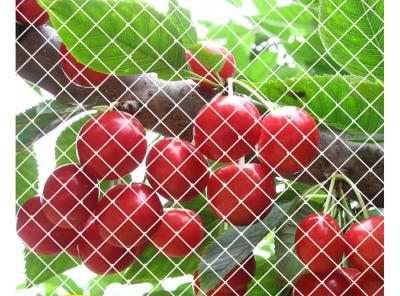 China red del Anti-pájaro en la agricultura UsingNets para la barrera y la exclusión del pájaro en venta