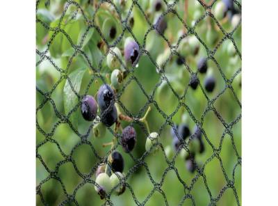 China Red del árbol frutal, red del pájaro para los árboles frutales en venta